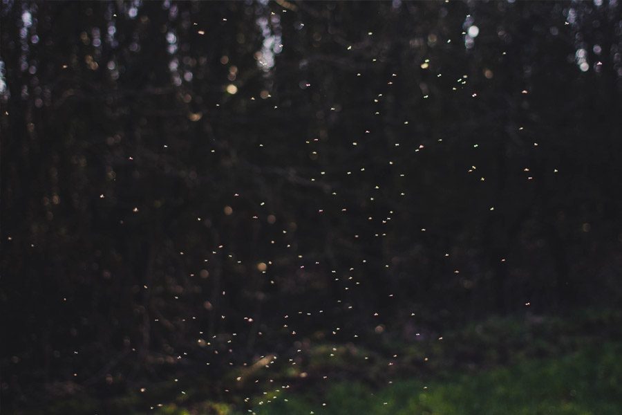 Synchronous Firefly Viewing at Elkmont - Up The Creek RV Camp